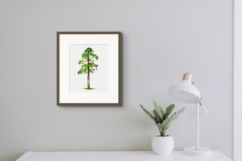 Minnesota State Tree Original Watercolor, Red Pine/ Norway Pine ...