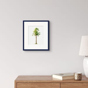 California State Tree/ Great Sequoia /custom Gift/ Fine Art Print ...