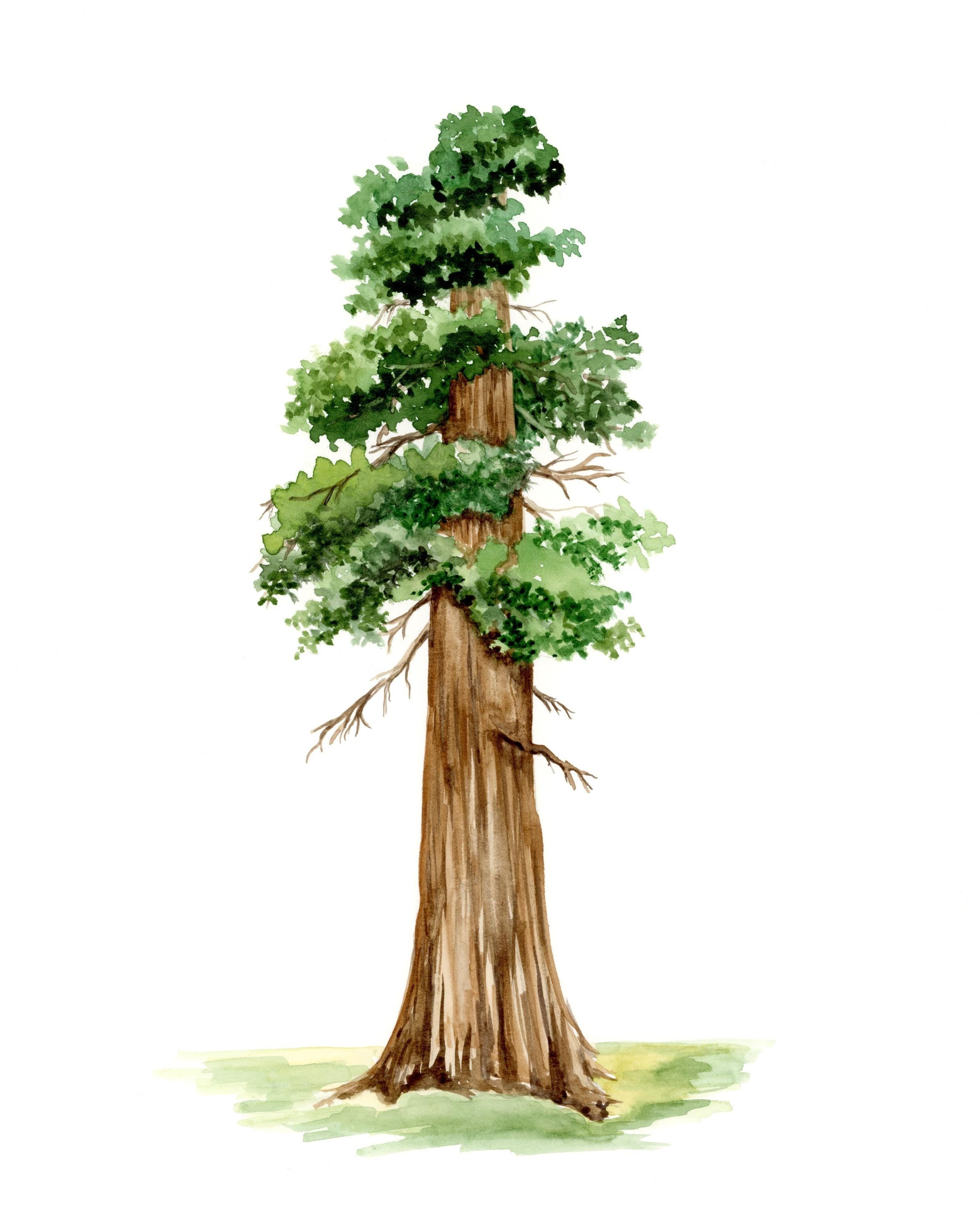California State Tree/ Great Sequoia /custom Gift/ Fine Art Print ...