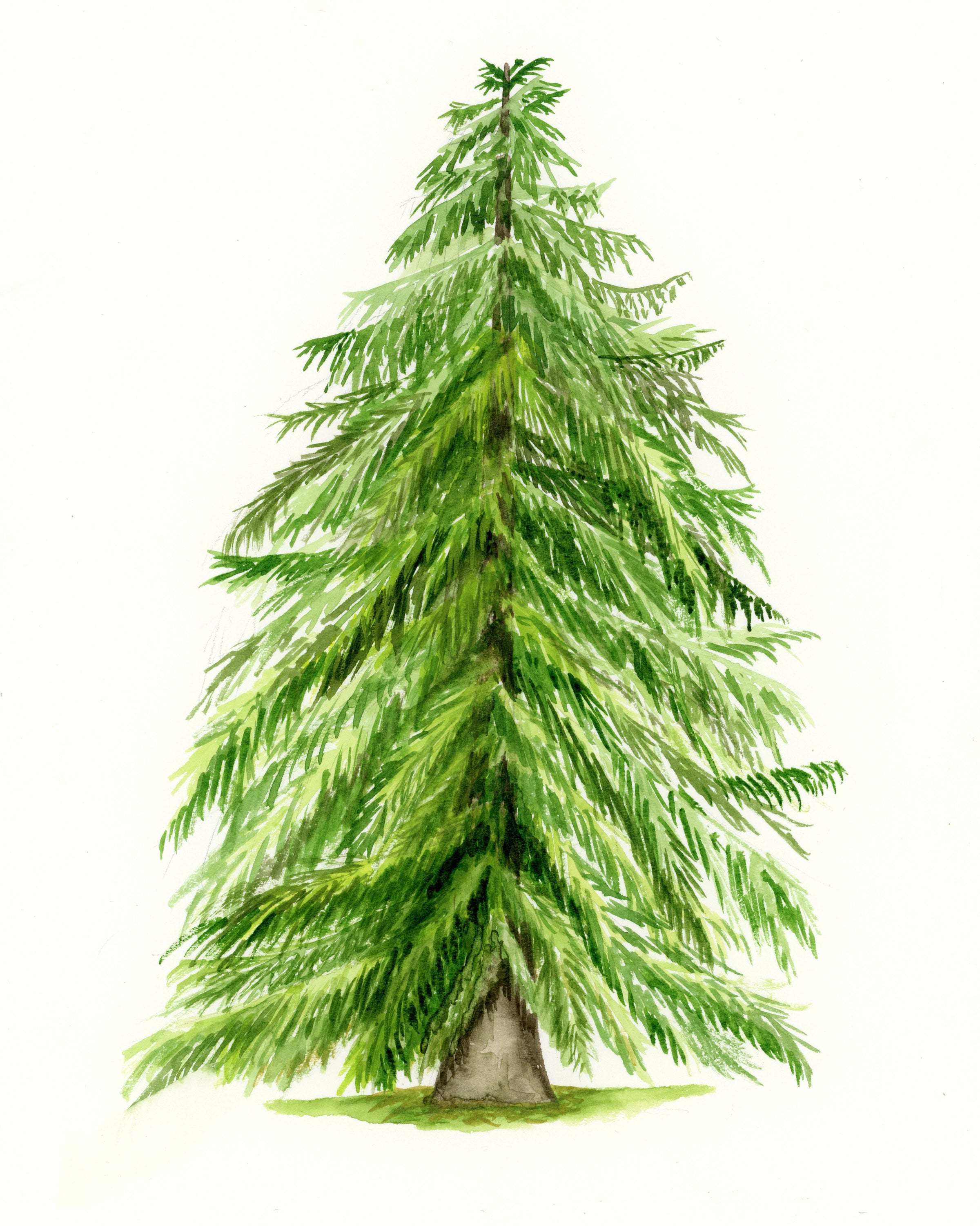 Pennsylvania State Tree Eastern Hemlock