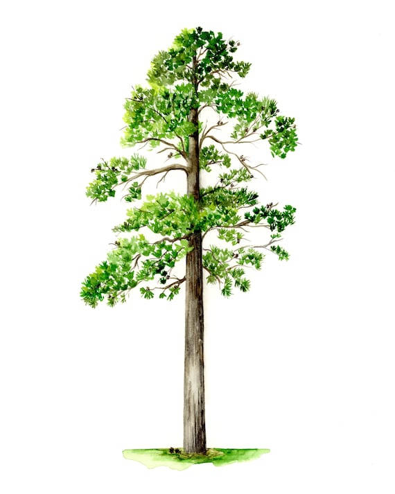Red Pine Drawing