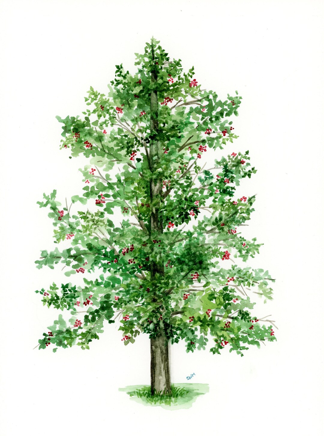 Holly Tree - State Tree of Delaware, Original Watercolor, Personalized ...