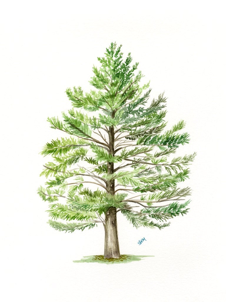 Michigan State Tree/ Maine State Tree/custom Gift/ Giclee Print ...