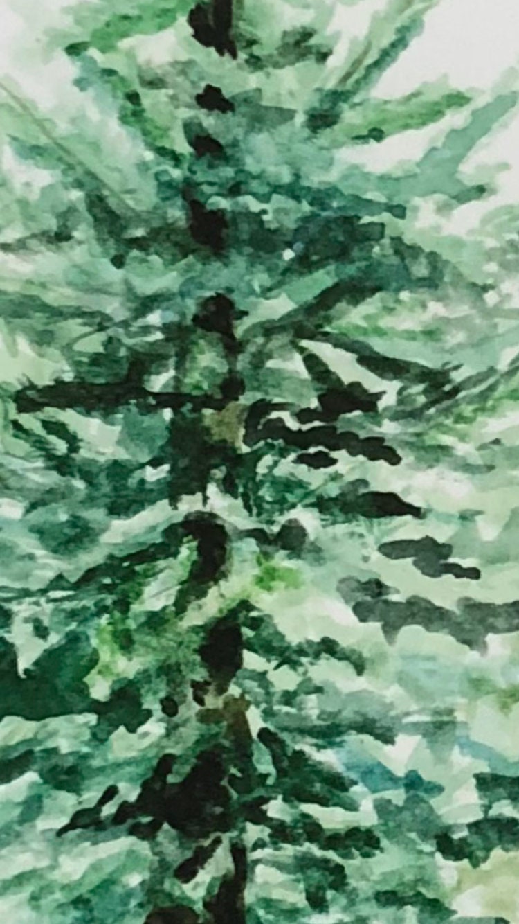 Colorado State Tree/ Blue Spruce /custom Gift/ Fine Art Print/ - Etsy