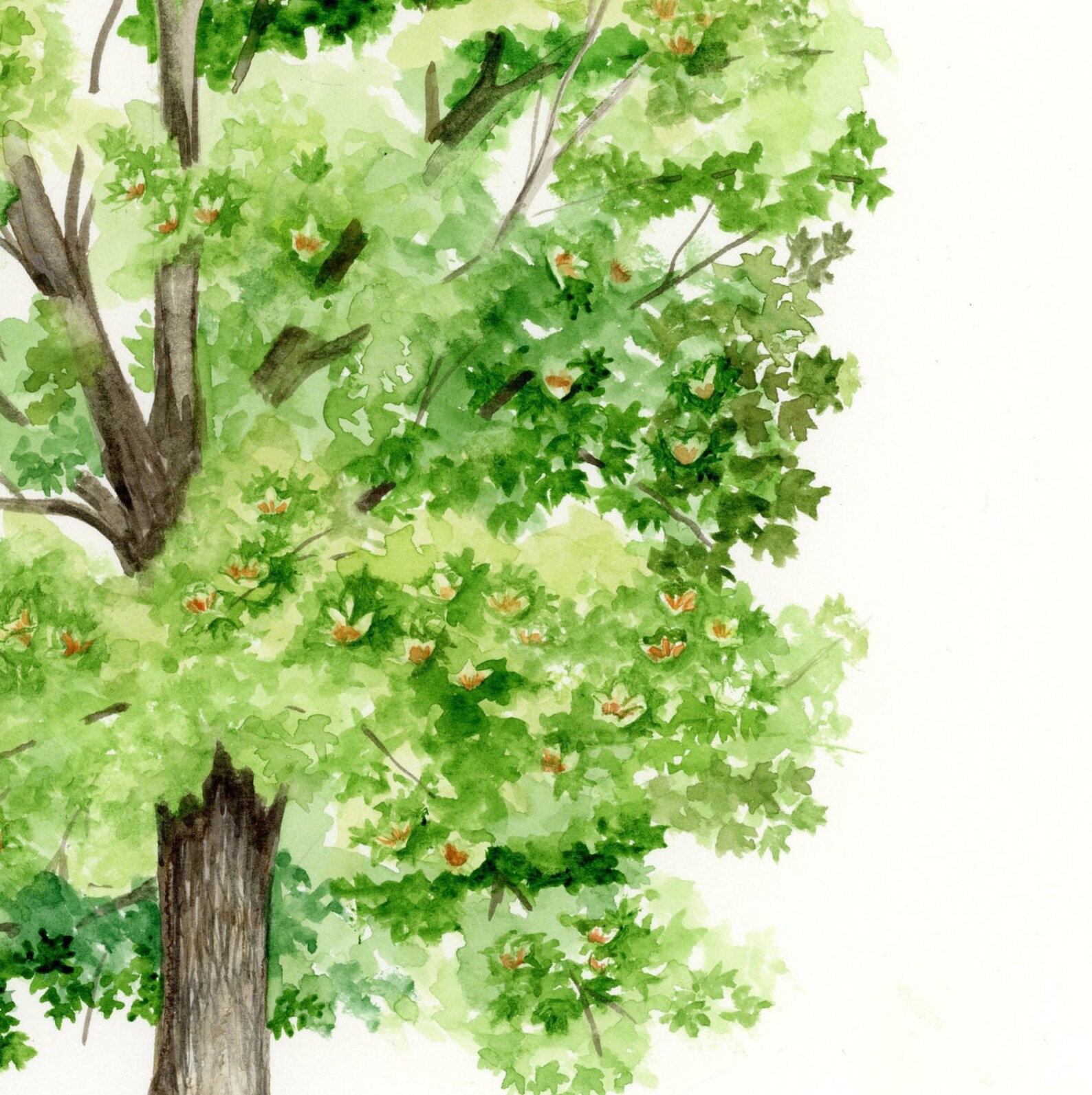 Tulip Poplar/ Custom Gift/ State Tree of Indiana, Kentucky and ...