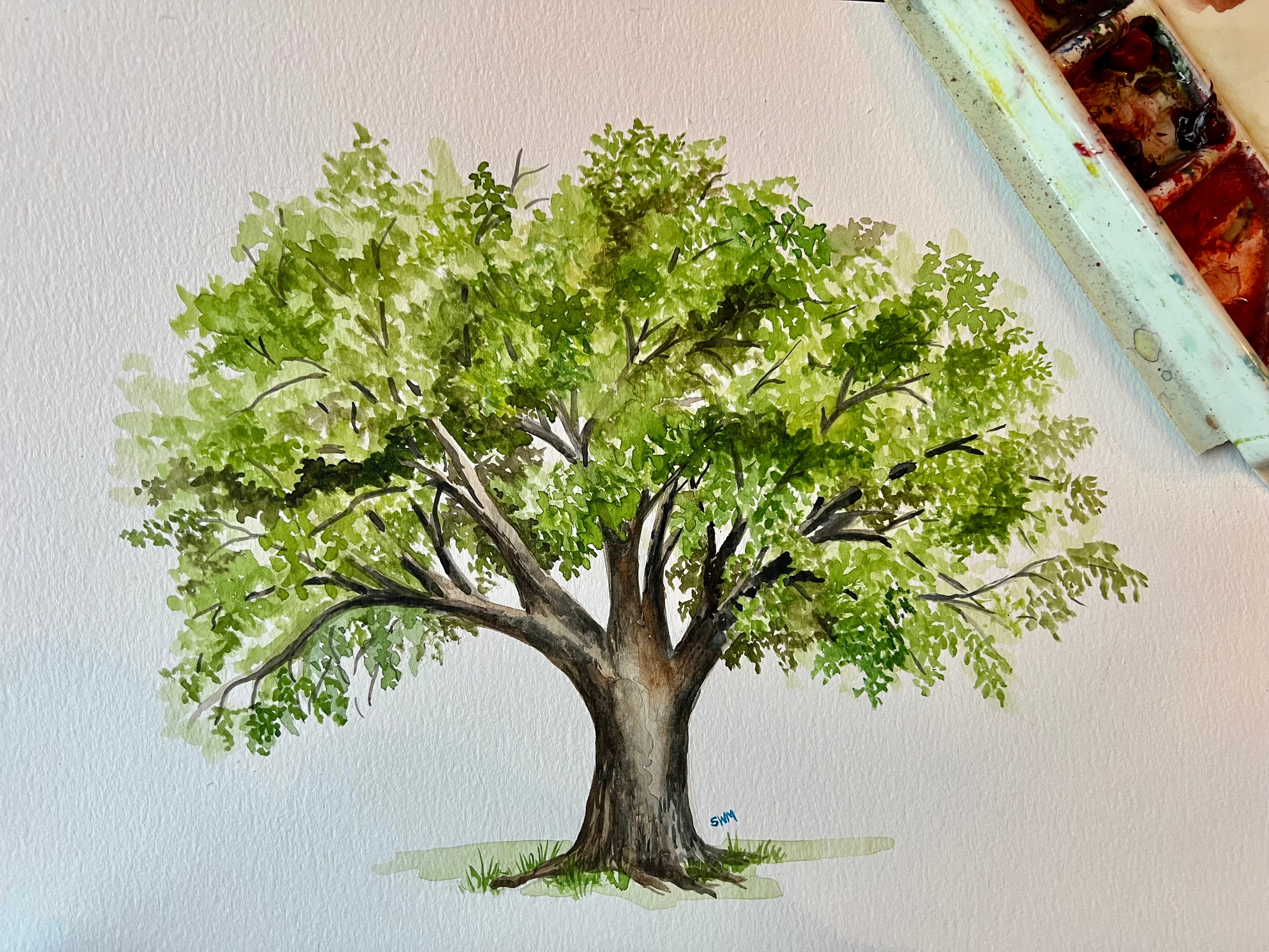 State Tree of Massachusetts and North Dakota, American Elm, Giclee ...