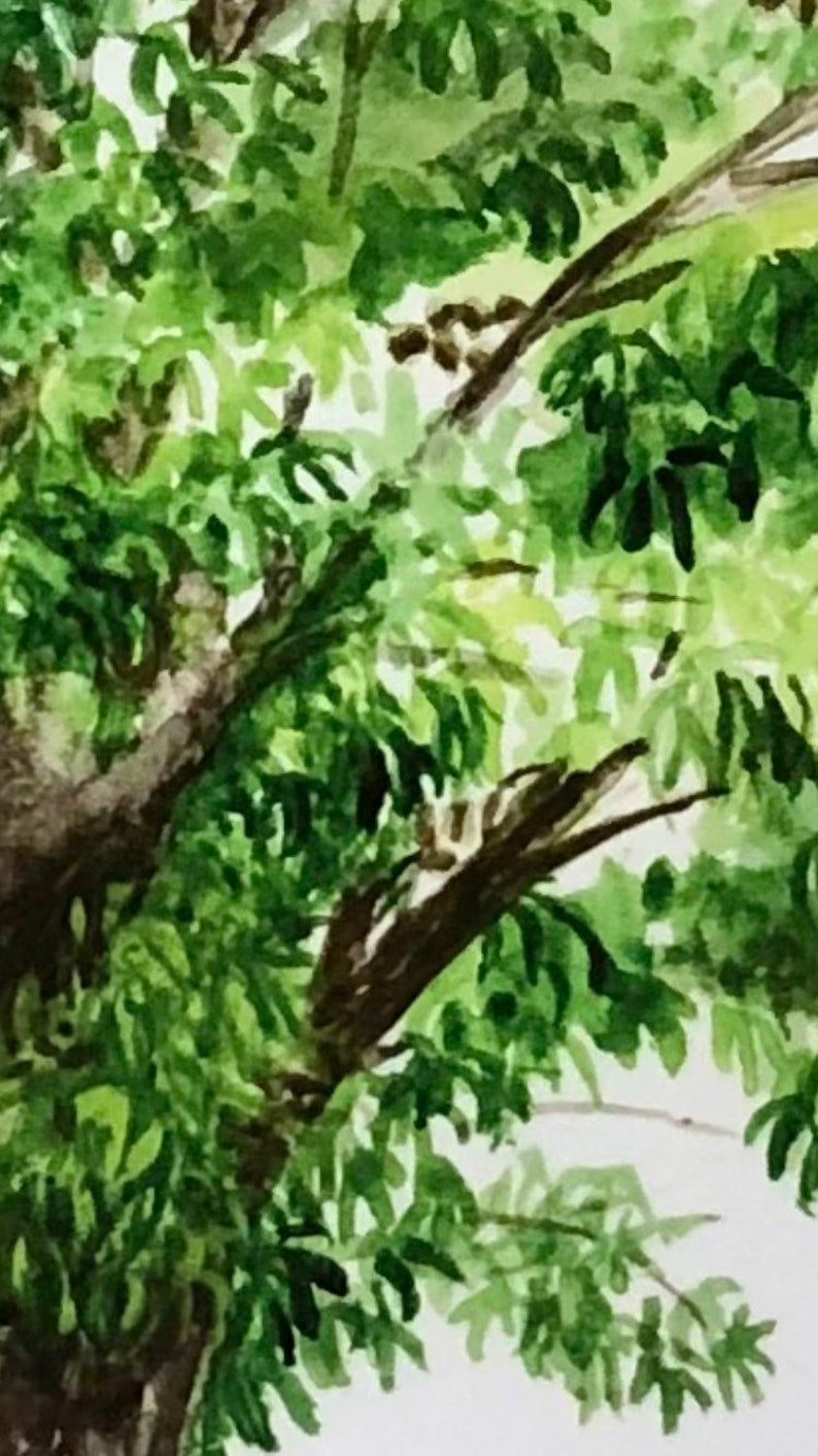 Buckeye Tree/custom Gift/ Fine Art Print/ Ohio State Tree/ Great Gift ...