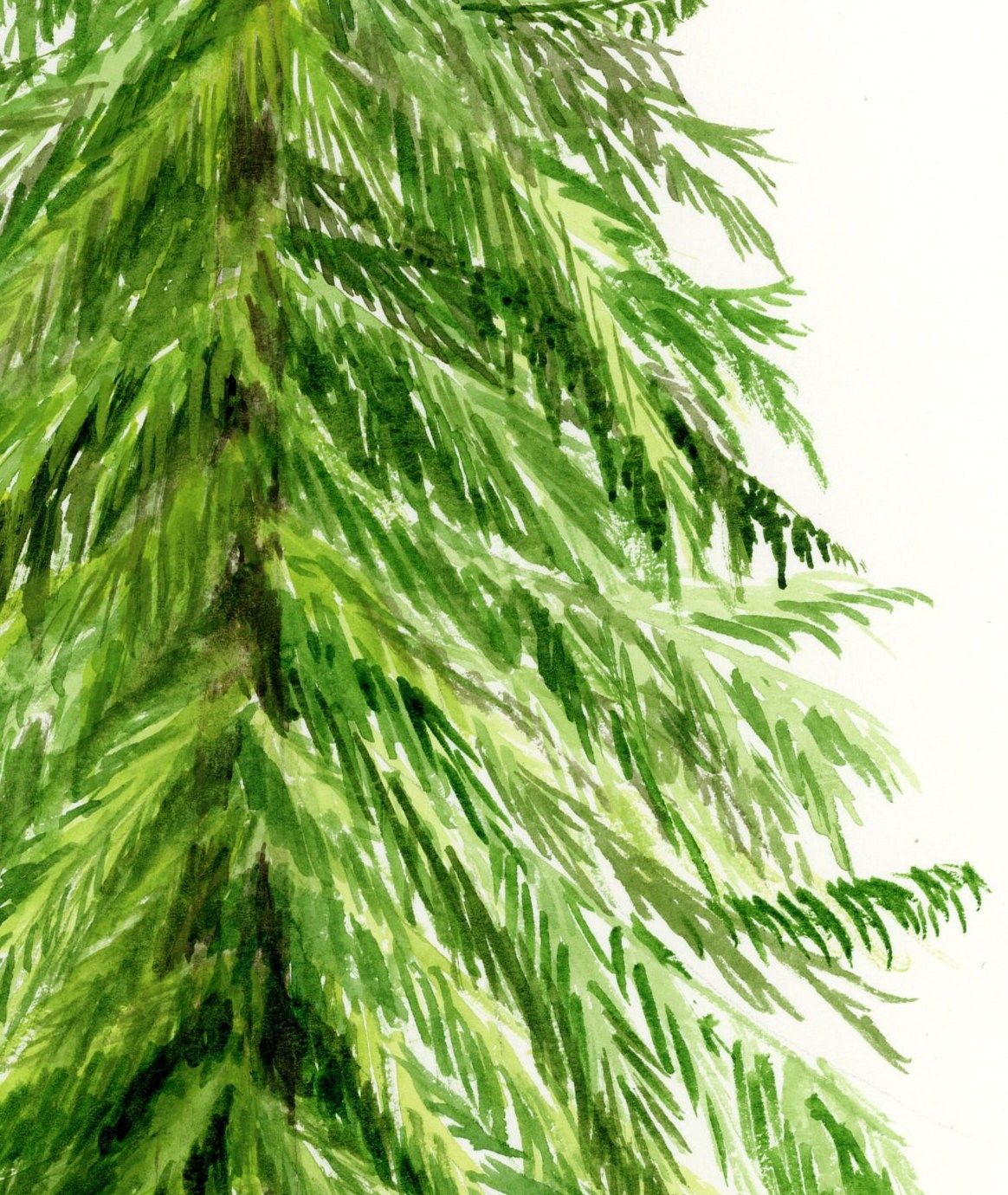 Pennsylvania State Tree/eastern Hemlock /custom Gift/ Fine Art Print ...