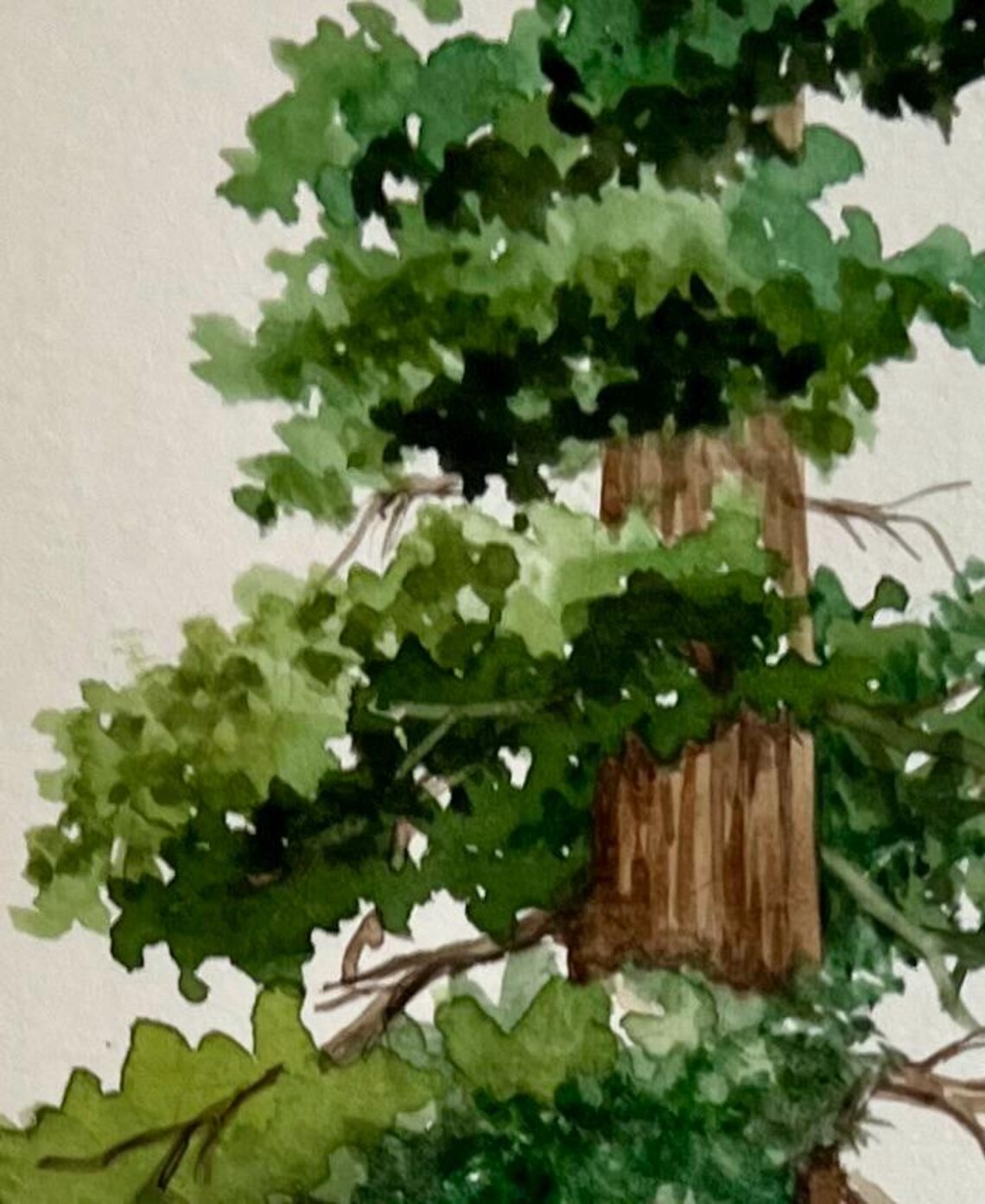 California State Tree/ Great Sequoia /custom Gift/ Fine Art Print ...