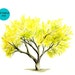 Arizona State Tree/palo Verde /custom Gift/ Fine Art Print/ Great Gift ...
