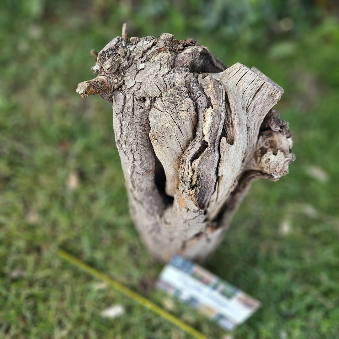 Garden Feature Log (natural Sculpture, Pond, Garden, Habitat ...