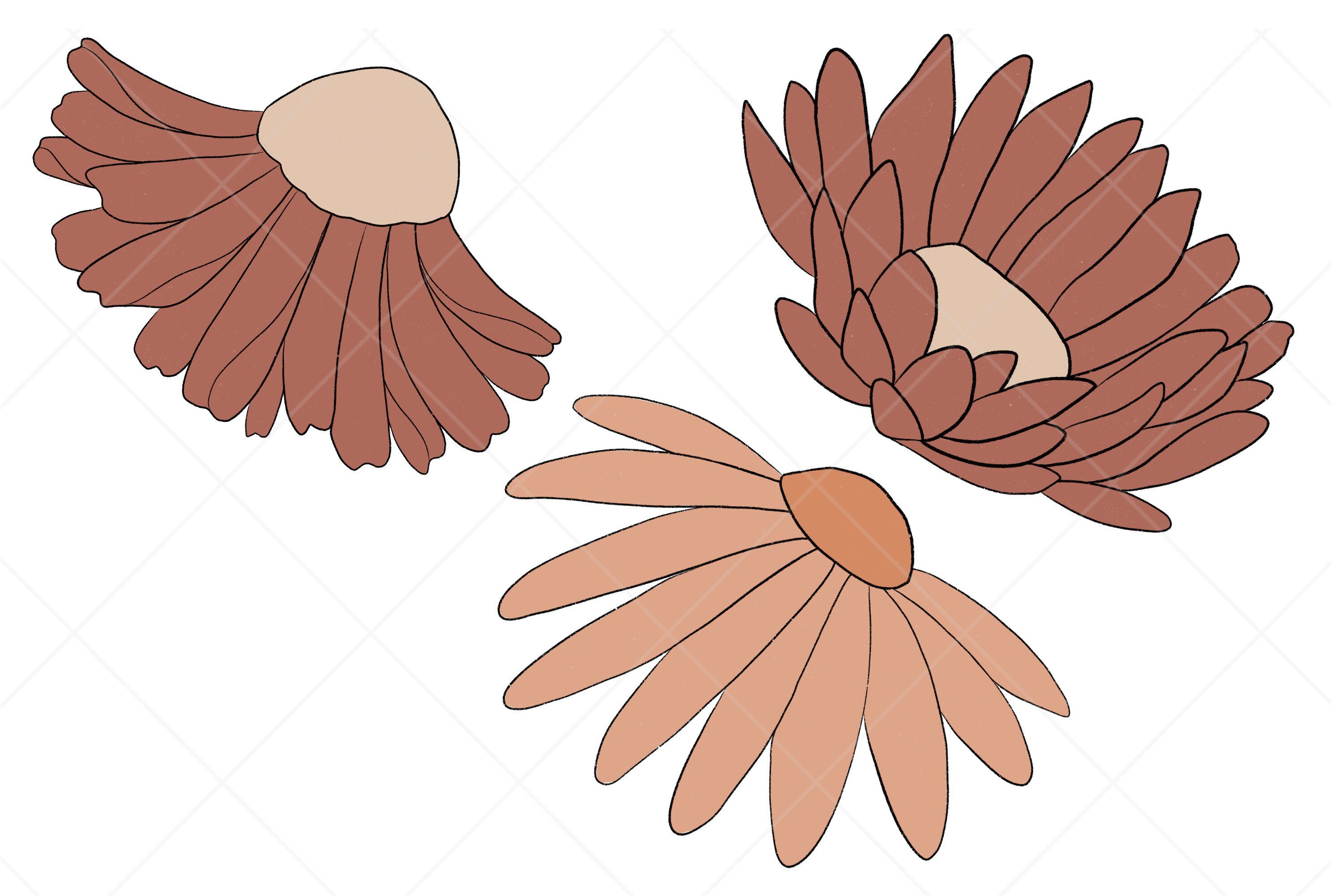 Wildflower Clipart Boho Flowers Clipart Coral Flower - Etsy