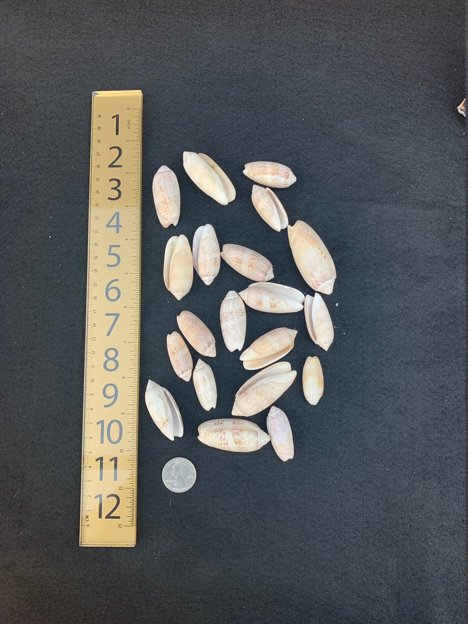 20 Lettered Olive Seashells Beach Decor Home Decor Seashell - Etsy