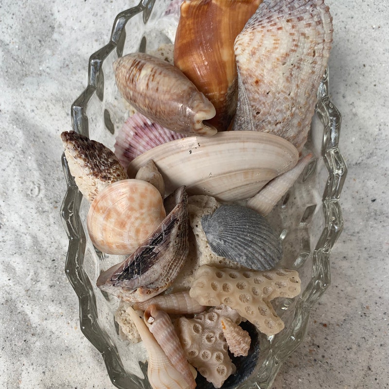 Assorted Seashells - Etsy