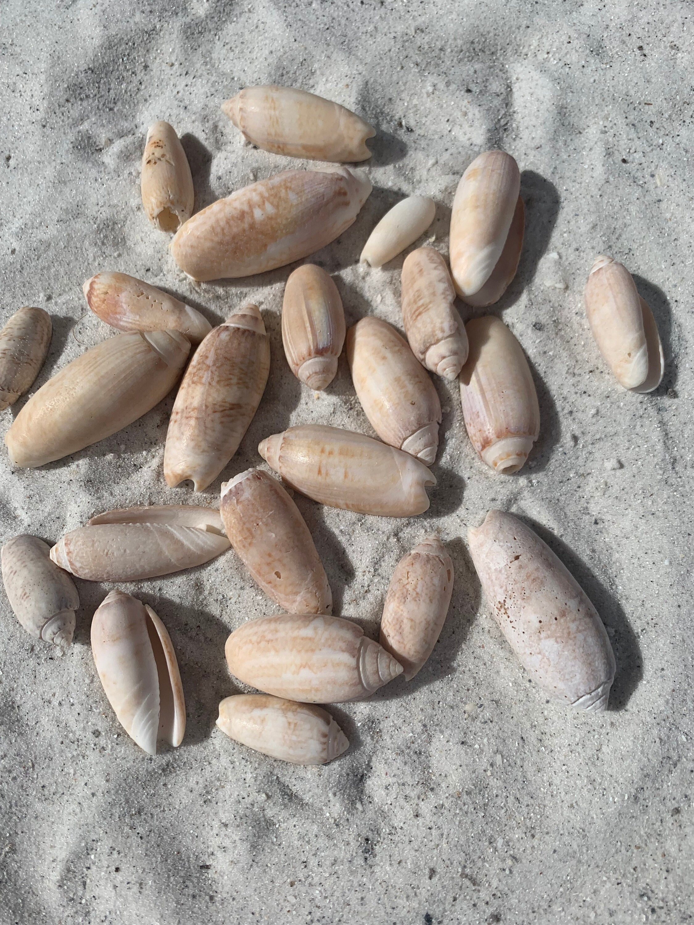 23 Lettered Olive Seashells Beach Decor Home Decor Seashell - Etsy