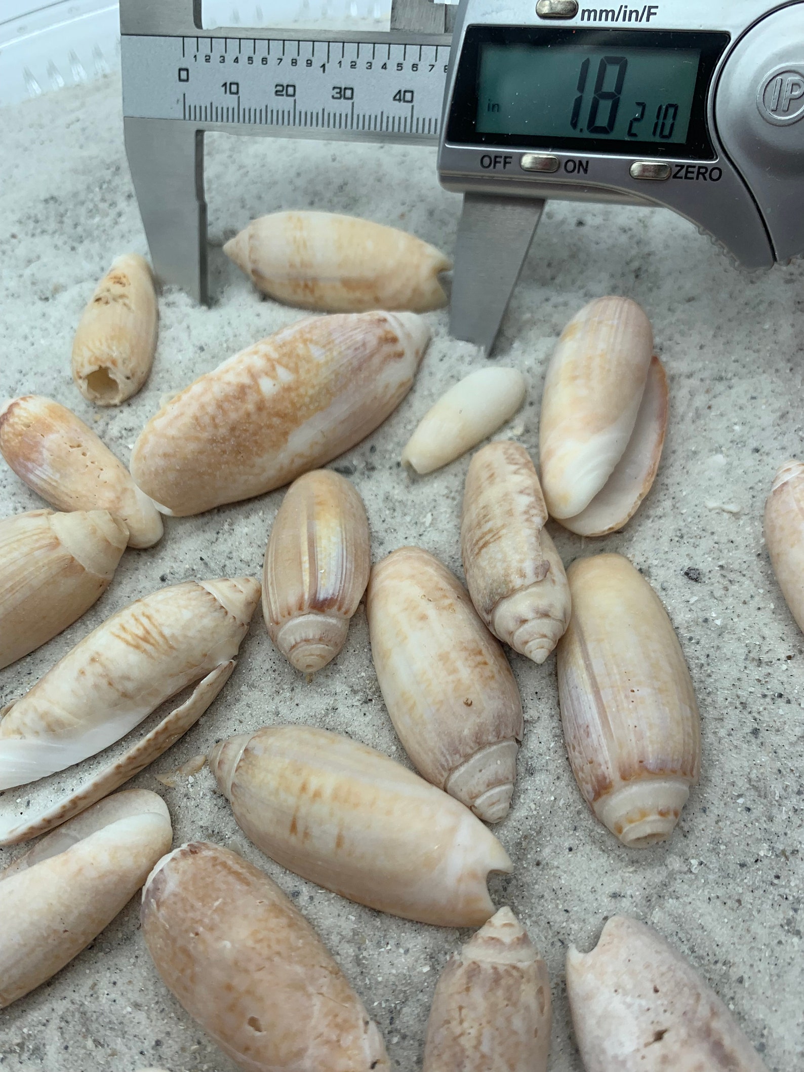 23 Lettered Olive Seashells Beach Decor Home Decor Seashell - Etsy