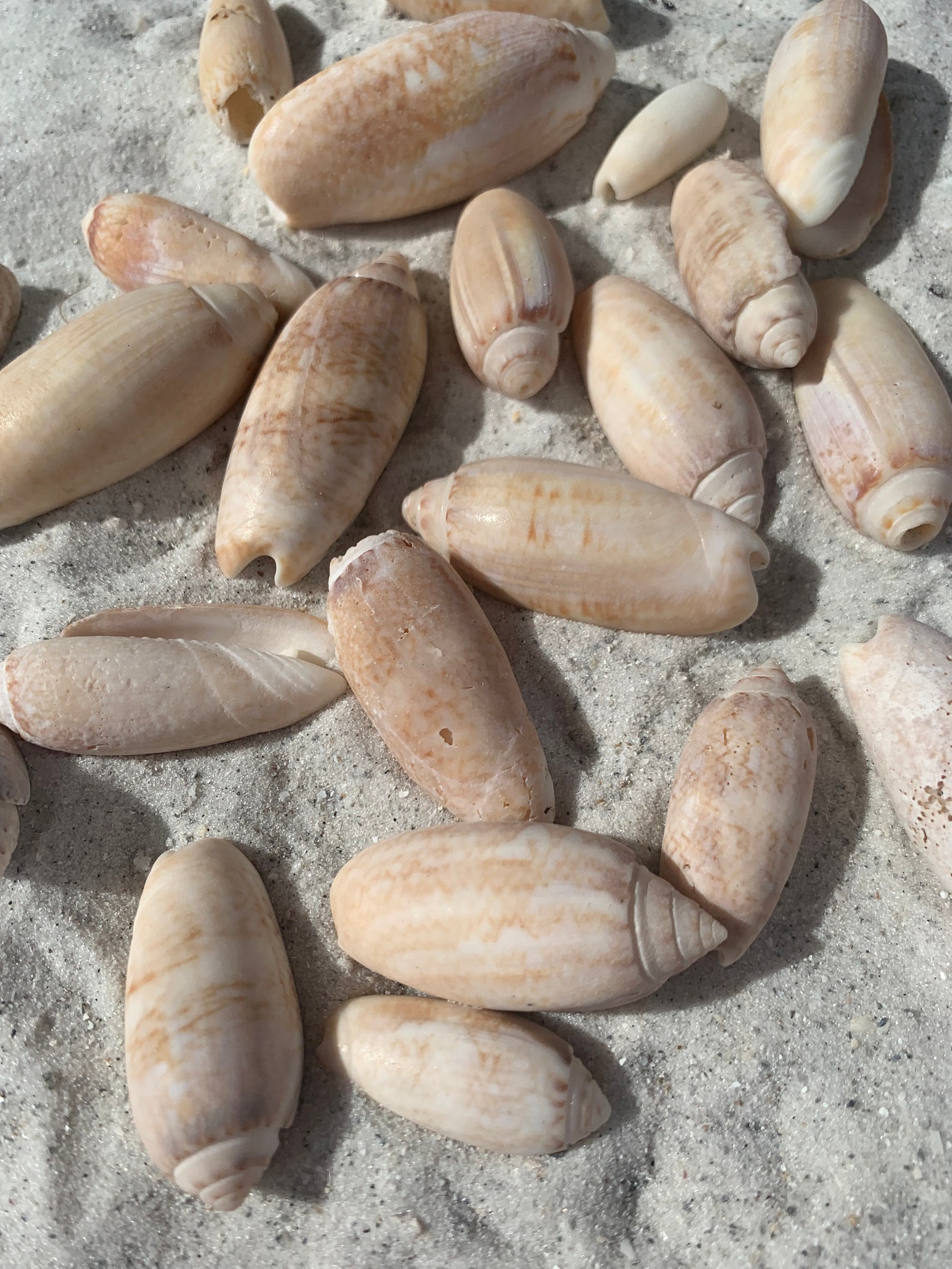 23 Lettered Olive Seashells Beach Decor Home Decor Seashell - Etsy