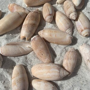 23 Lettered Olive Seashells, Beach Decor, Home Decor, Seashell Crafting ...