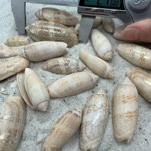 20lettered Olive Seashells, Beach Decor, Home Decor, Seashell Crafting ...