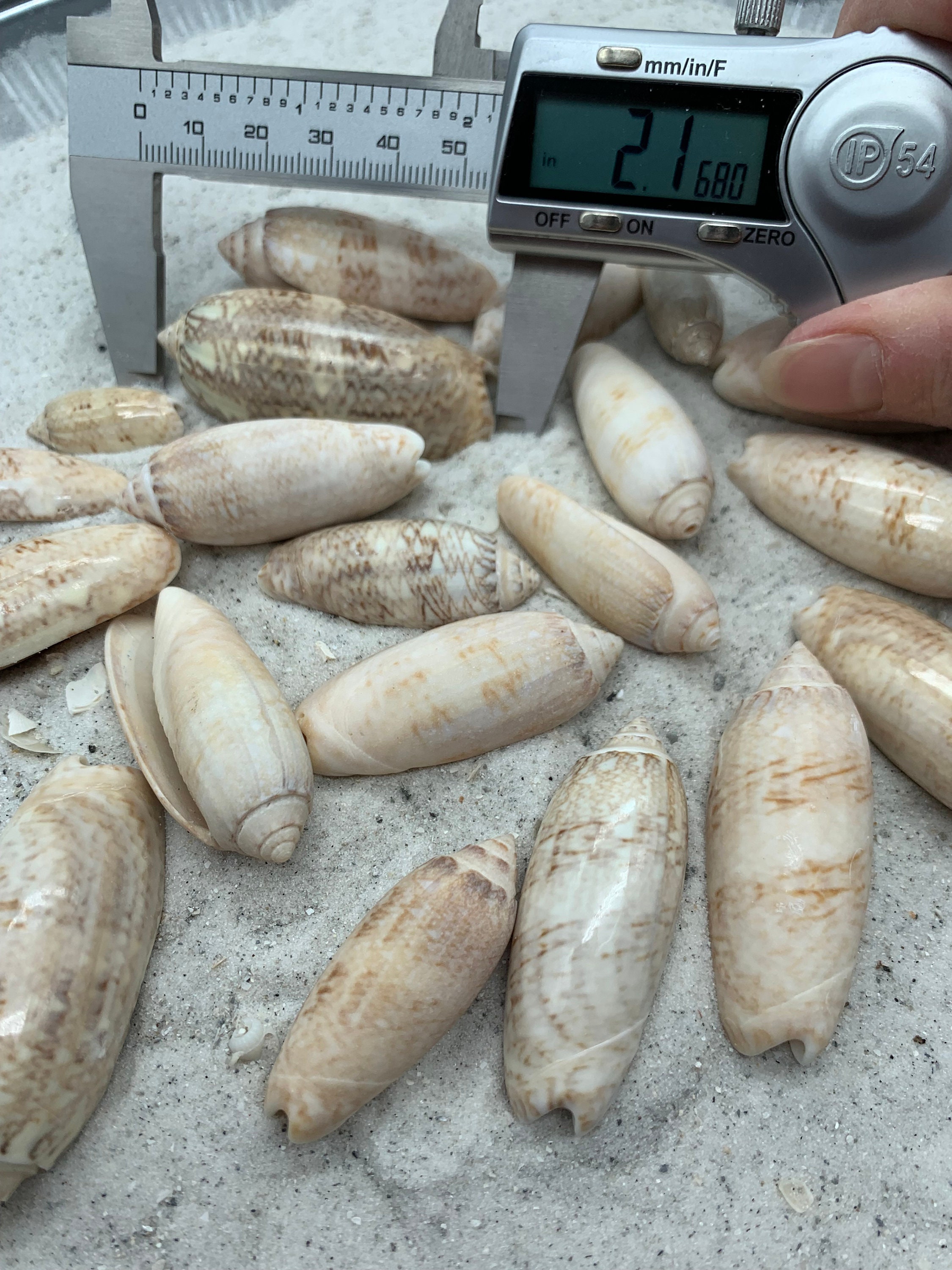 20lettered Olive Seashells Beach Decor Home Decor Seashell - Etsy