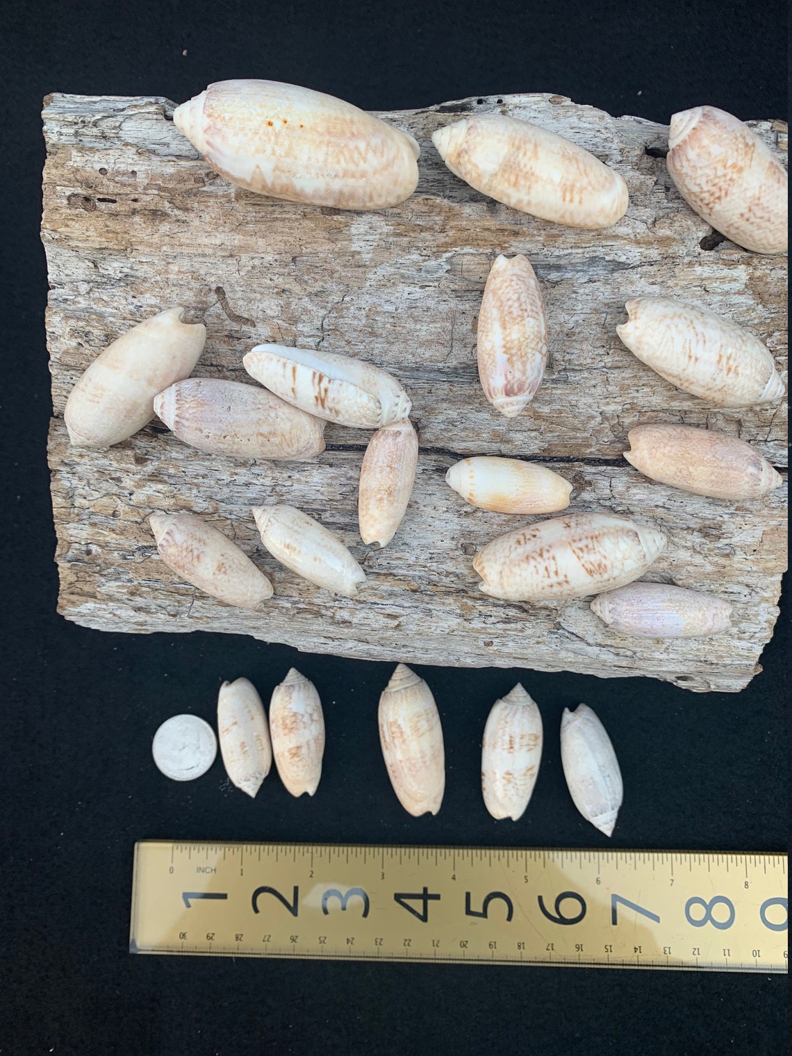 20 Lettered Olive Seashells Beach Decor Home Decor Seashell | Etsy