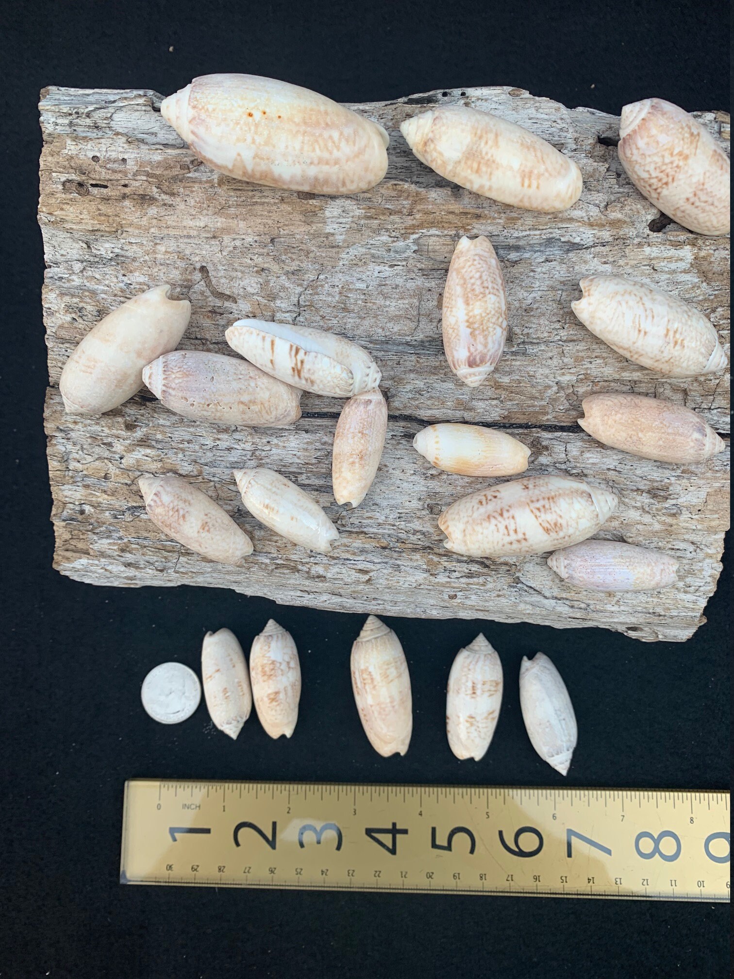 20 Lettered Olive Seashells Beach Decor Home Decor Seashell - Etsy