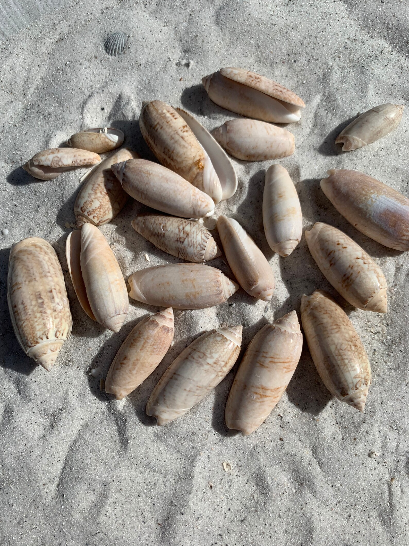 20lettered Olive Seashells Beach Decor Home Decor Seashell - Etsy