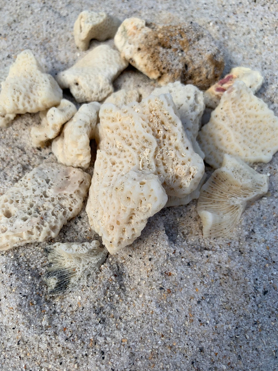 Coral Rock, Aquarium Decor, Beach Home Decor, Paper Weight, White ...