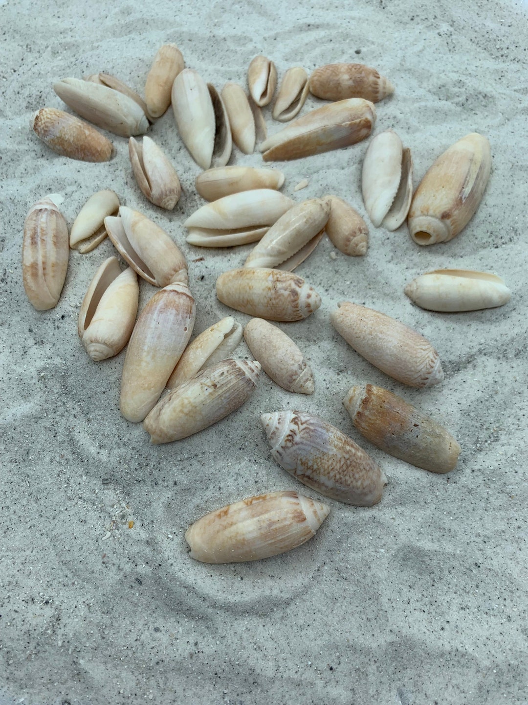 31 Lettered Olive Seashells, Beach Decor, Home Decor, Seashell Crafting ...