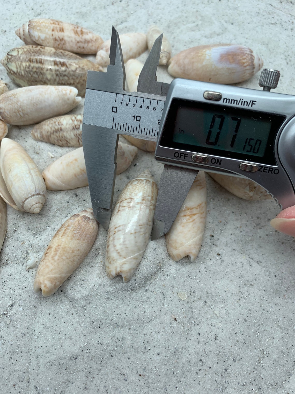 20lettered Olive Seashells Beach Decor Home Decor Seashell - Etsy