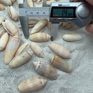 31 Lettered Olive Seashells, Beach Decor, Home Decor, Seashell Crafting ...