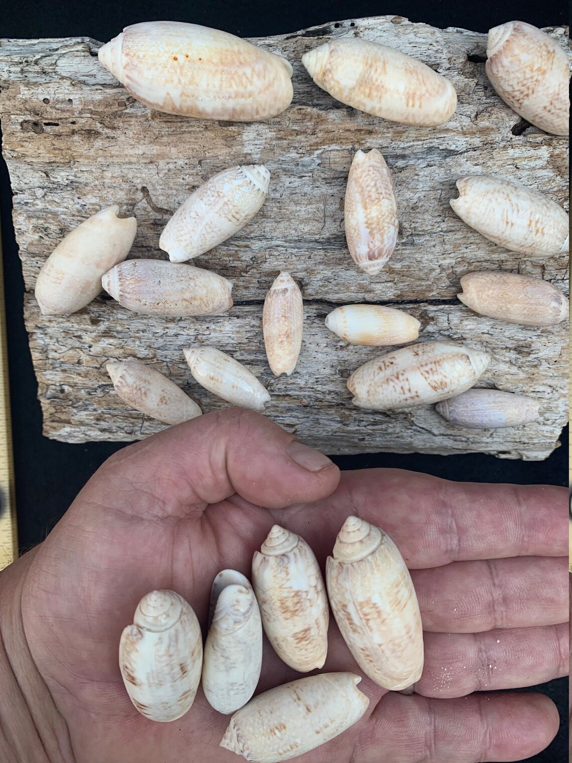 20 Lettered Olive Seashells Beach Decor Home Decor Seashell - Etsy