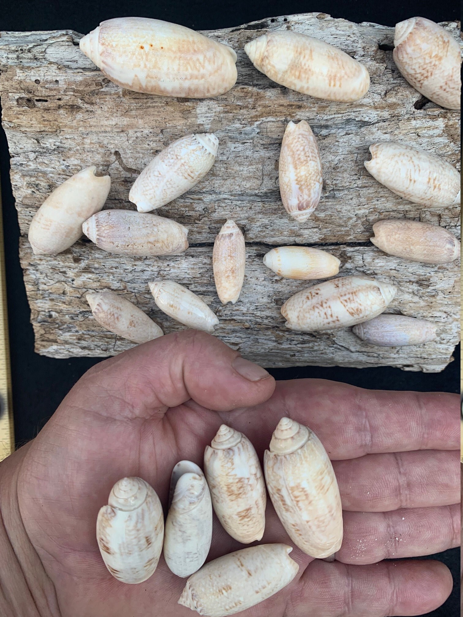 20 Lettered Olive Seashells Beach Decor Home Decor Seashell - Etsy