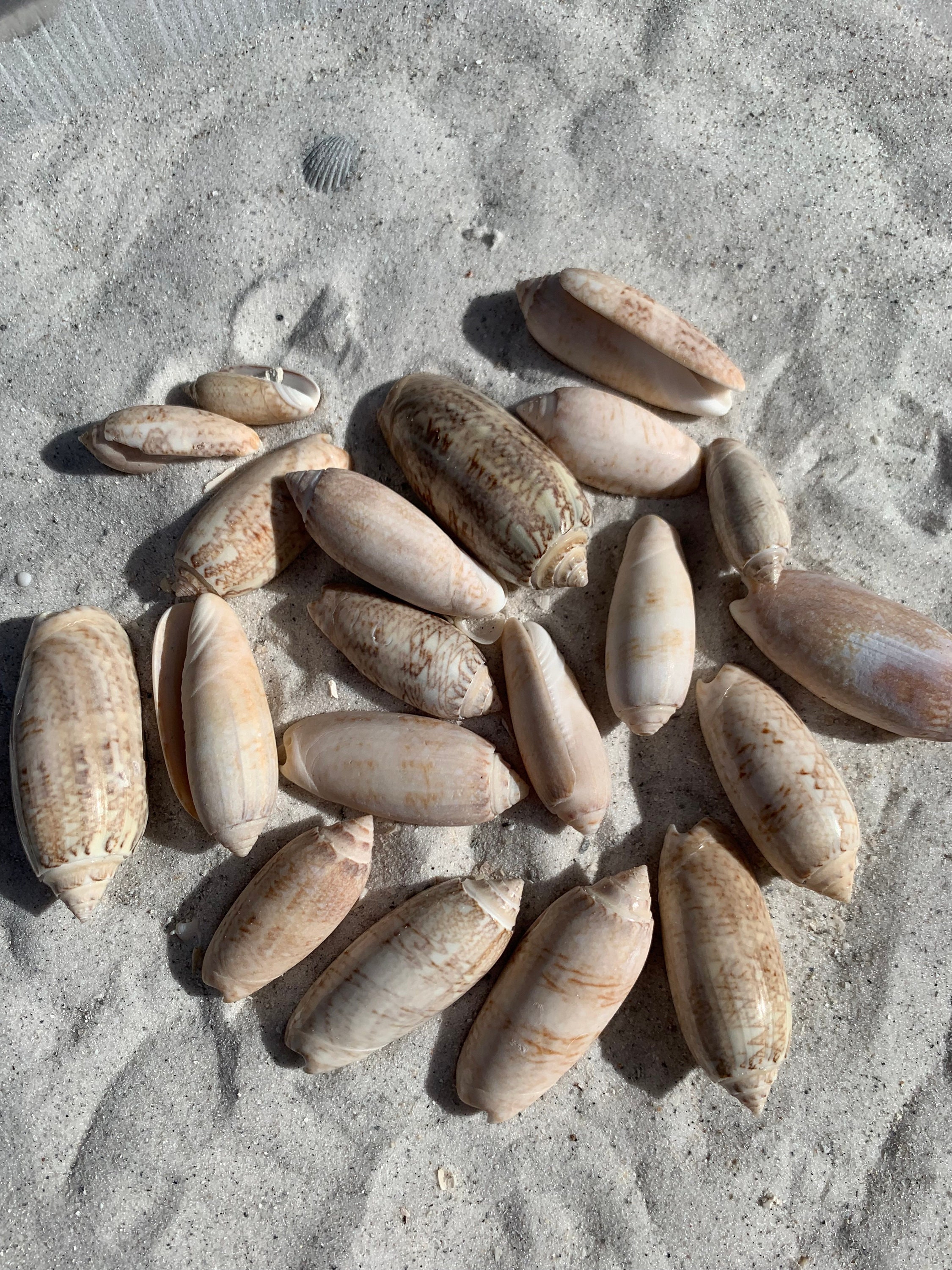 20lettered Olive Seashells Beach Decor Home Decor Seashell - Etsy