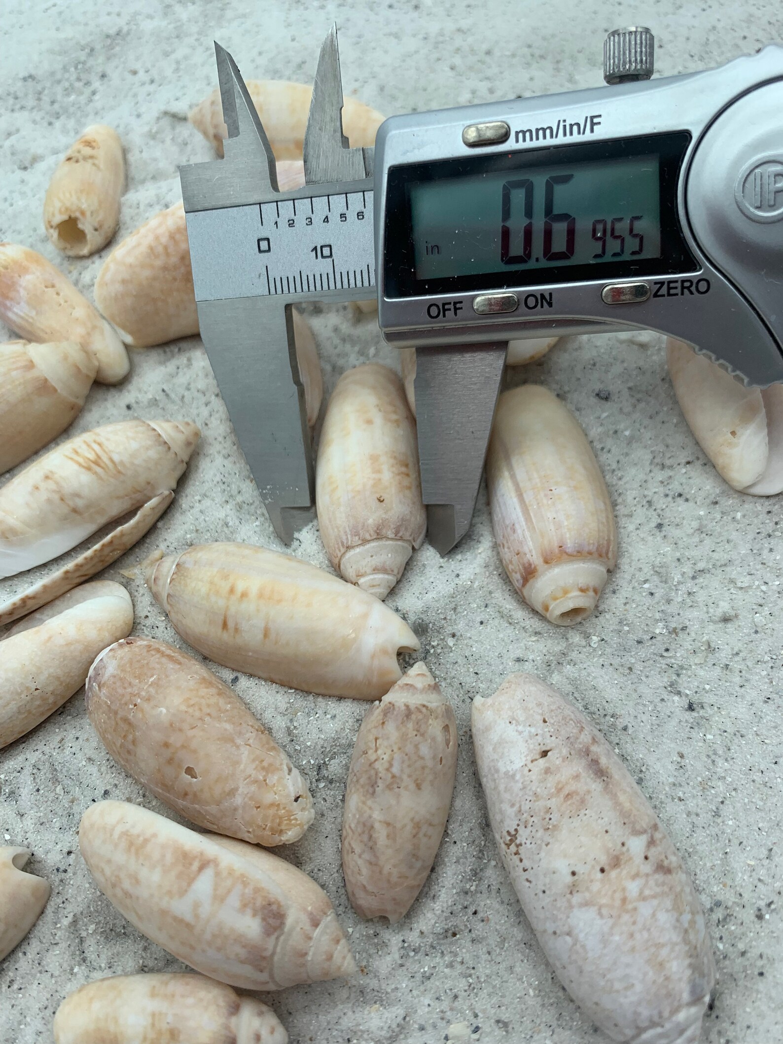 23 Lettered Olive Seashells Beach Decor Home Decor Seashell - Etsy