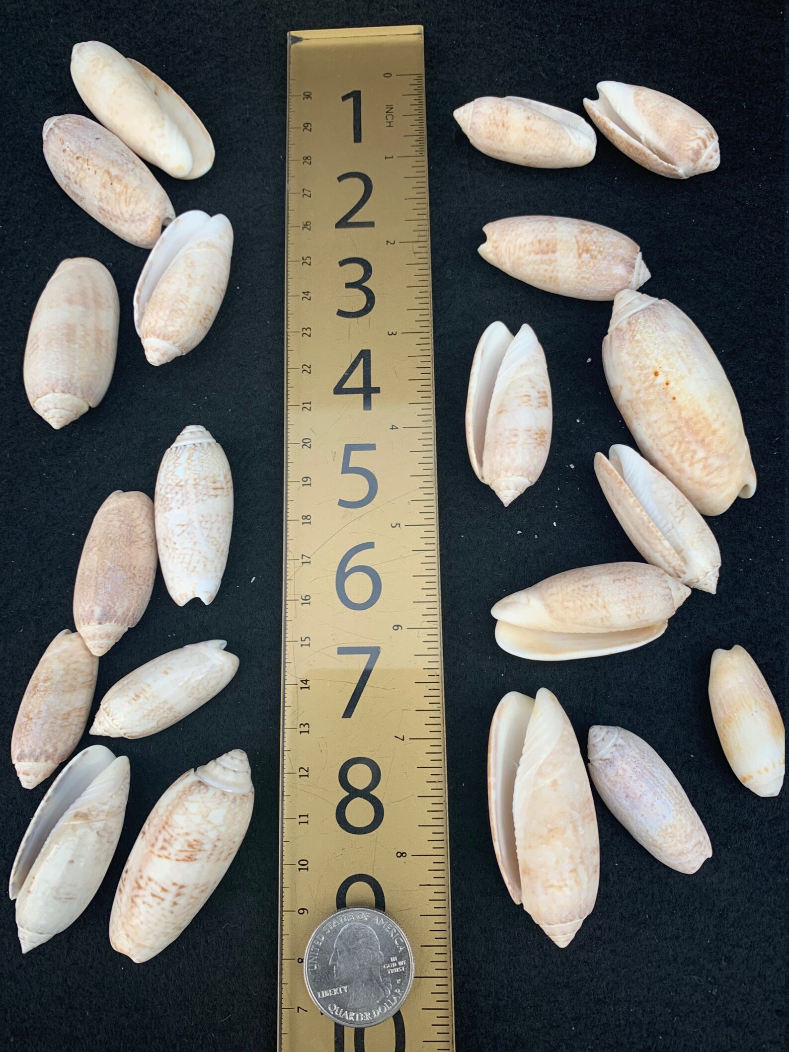 20 Lettered Olive Seashells Beach Decor Home Decor Seashell | Etsy