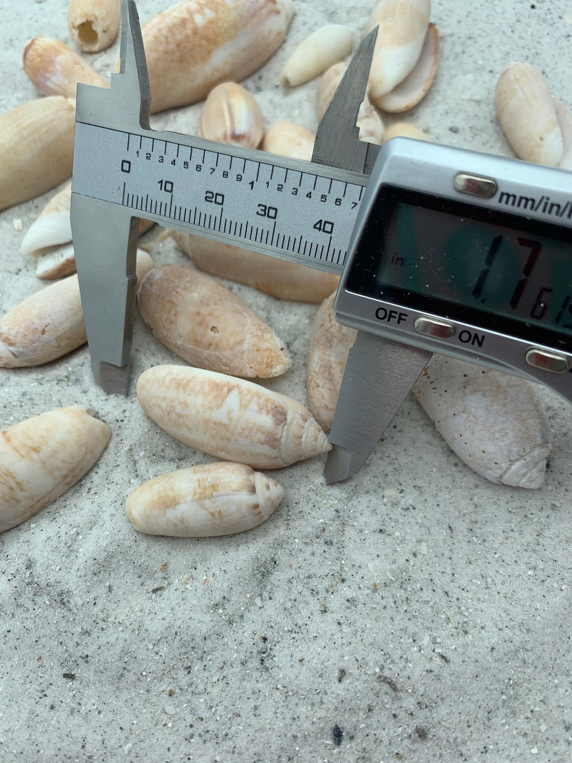 23 Lettered Olive Seashells Beach Decor Home Decor Seashell - Etsy