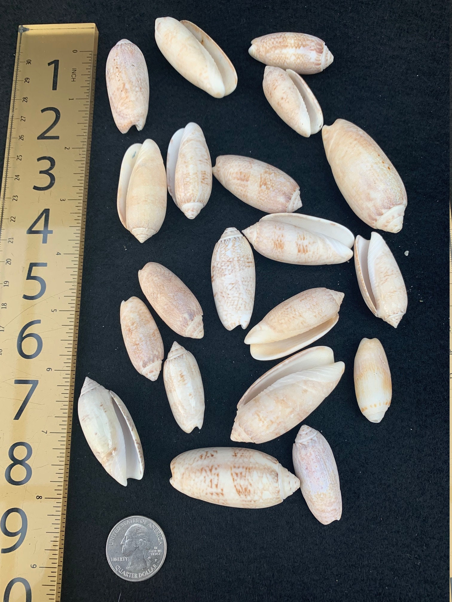 20 Lettered Olive Seashells Beach Decor Home Decor Seashell - Etsy