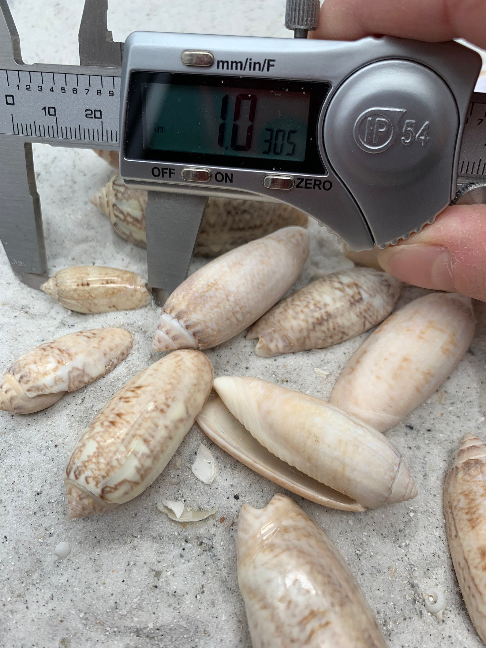 20lettered Olive Seashells Beach Decor Home Decor Seashell - Etsy