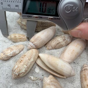 20lettered Olive Seashells, Beach Decor, Home Decor, Seashell Crafting ...