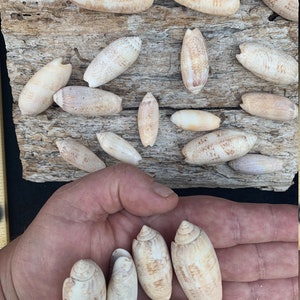 20 Lettered Olive Seashells Beach Decor Home Decor Seashell | Etsy