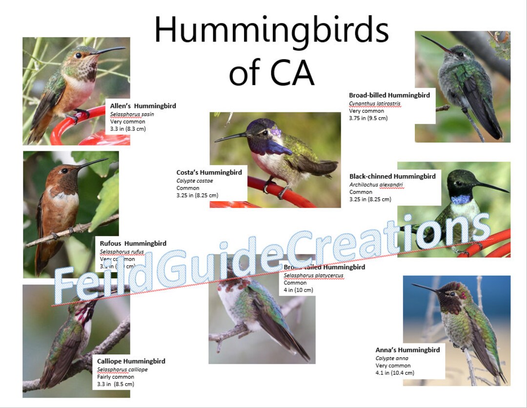 Hummingbirds of California Field Guide Downloadable Digital Print - Etsy