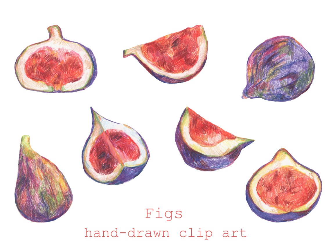 Fig Hand-drawn Clip Art - 7 Unique Figs - Transparent Background PNG ...