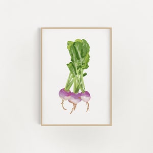 Hand Painted Turnip Clip Art Illustration - Digital Download PNG ...