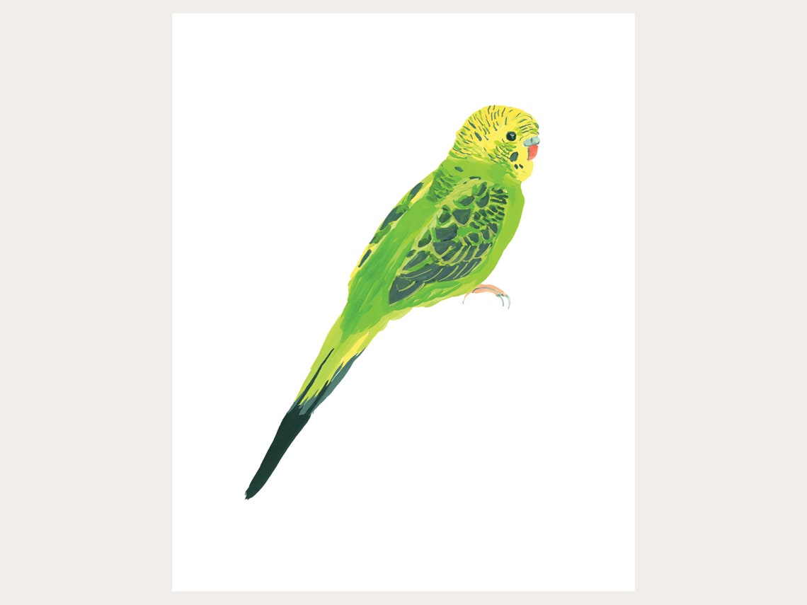 Green Parakeet Budgie Bird Illustration Giclee Print - Etsy