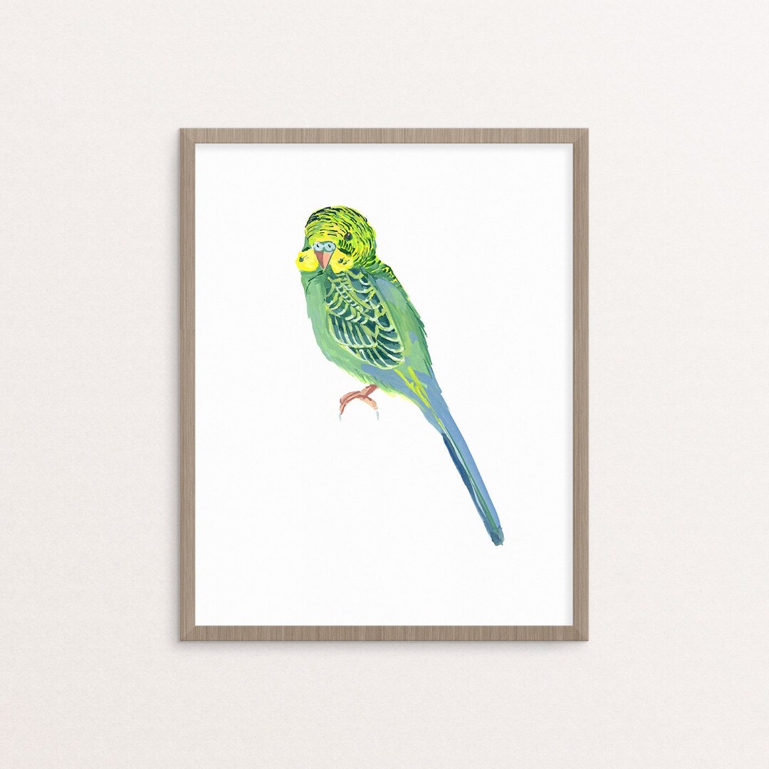 Teal Parakeet Budgie Bird Illustration Giclee Print - Etsy