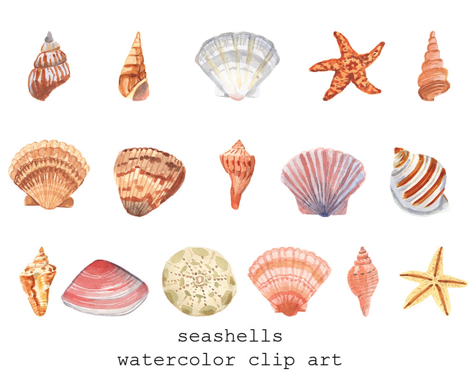 Watercolor Seashell Clip Art - Digital Download PNG - Transparent ...