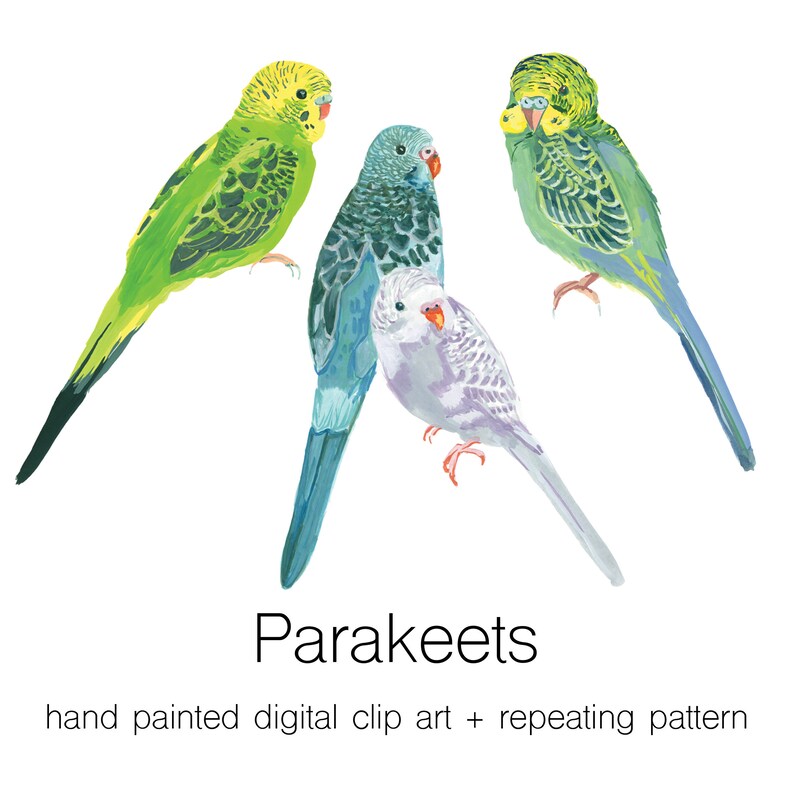 Hand Painted Parakeet Budgie Clip Art Repeating Pattern Transparent ...