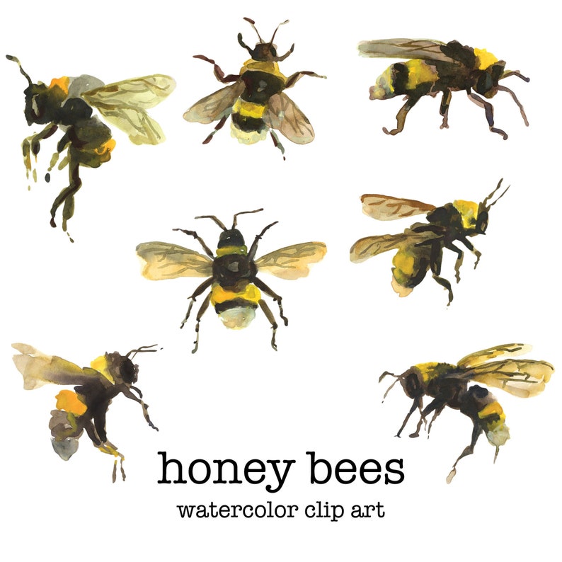 Watercolor Honey Bees Clip Art - Digital Download PNG - Transparent ...