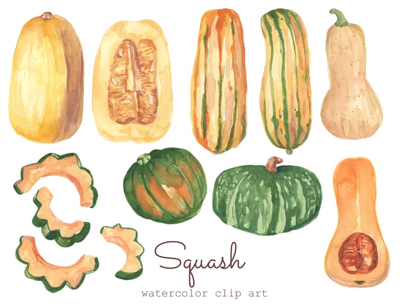 Watercolor Squash Clip Art Digital Download PNG Assorted Autumn Harvest ...